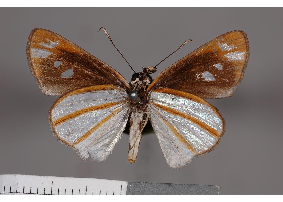 Corra coryna catargyra (pinned specimens)